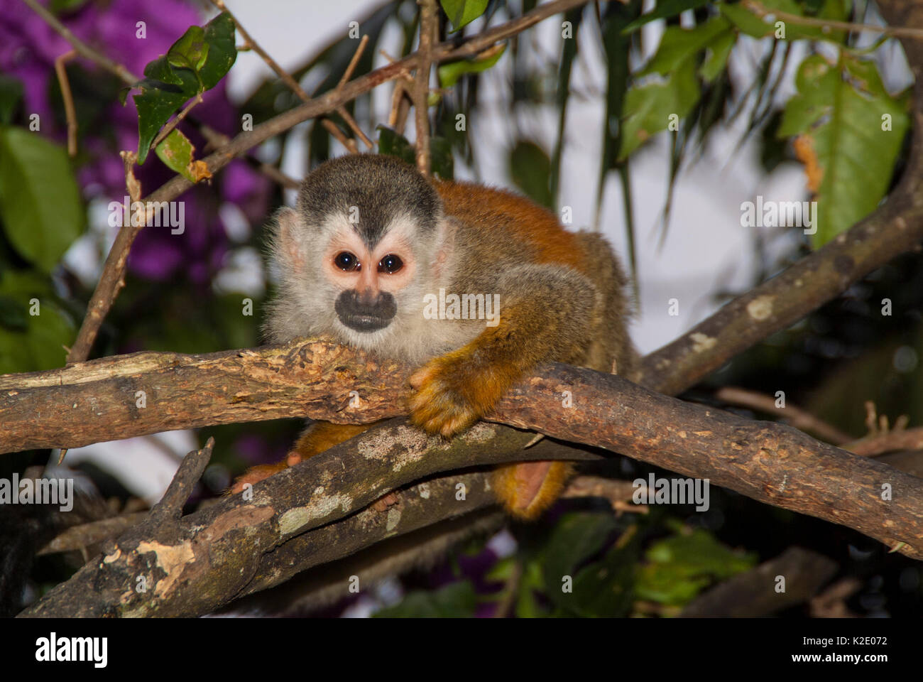 Central American Monkeys Saimiri Oerstedii High Resolution Stock ...