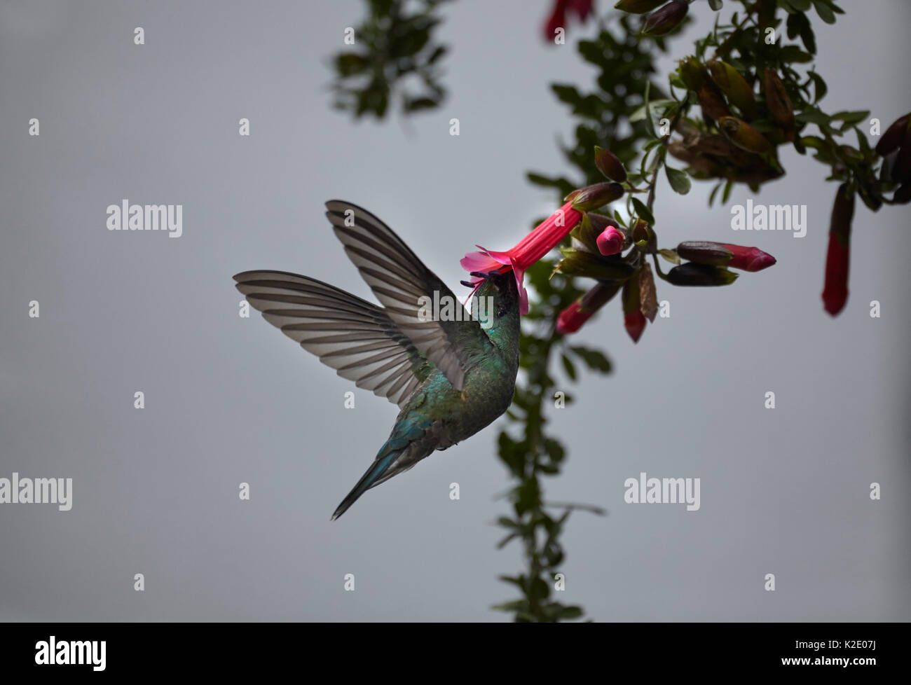 Hummingbirds peru hi-res stock photography and images - Alamy