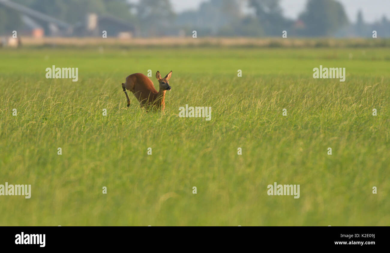 Female Roe deer aka doe running and jumping through a meadow full of ...