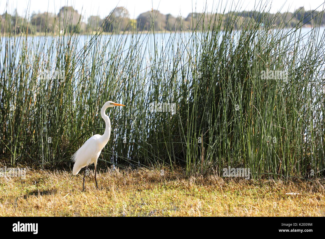 Wild Water Bird Lake Monger Stock Photo - Alamy