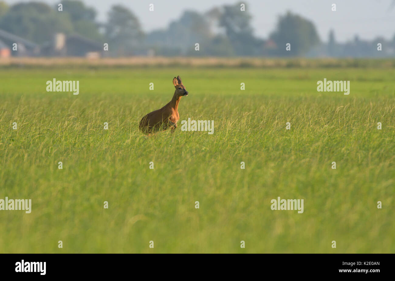 Female Roe deer aka doe running and jumping through a meadow full of ...