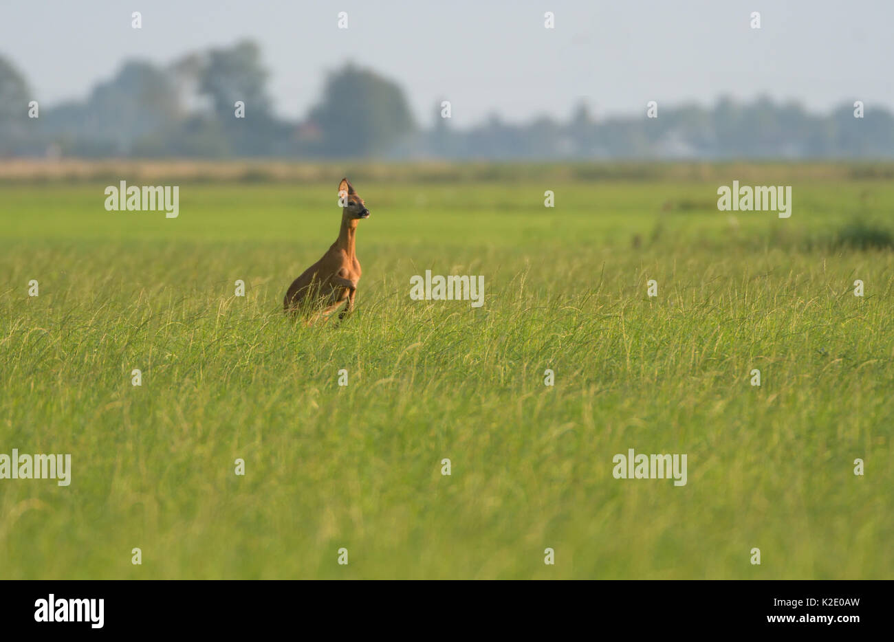 Female Roe deer aka doe running and jumping through a meadow full of ...