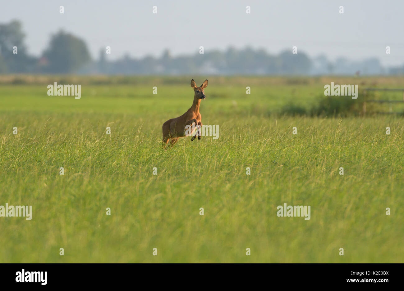 Female Roe deer aka doe running and jumping through a meadow full of ...