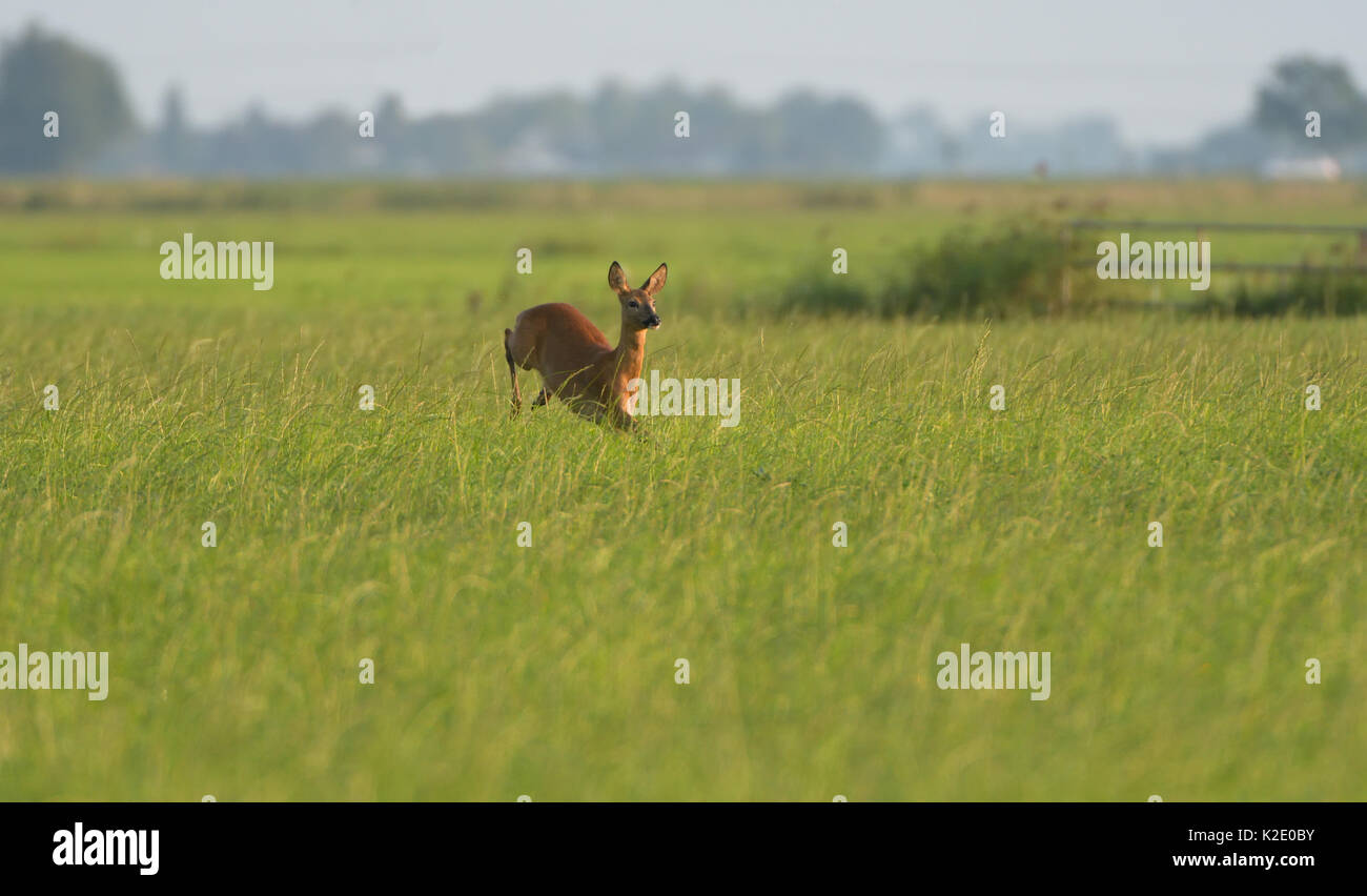 Female Roe deer aka doe running and jumping through a meadow full of ...