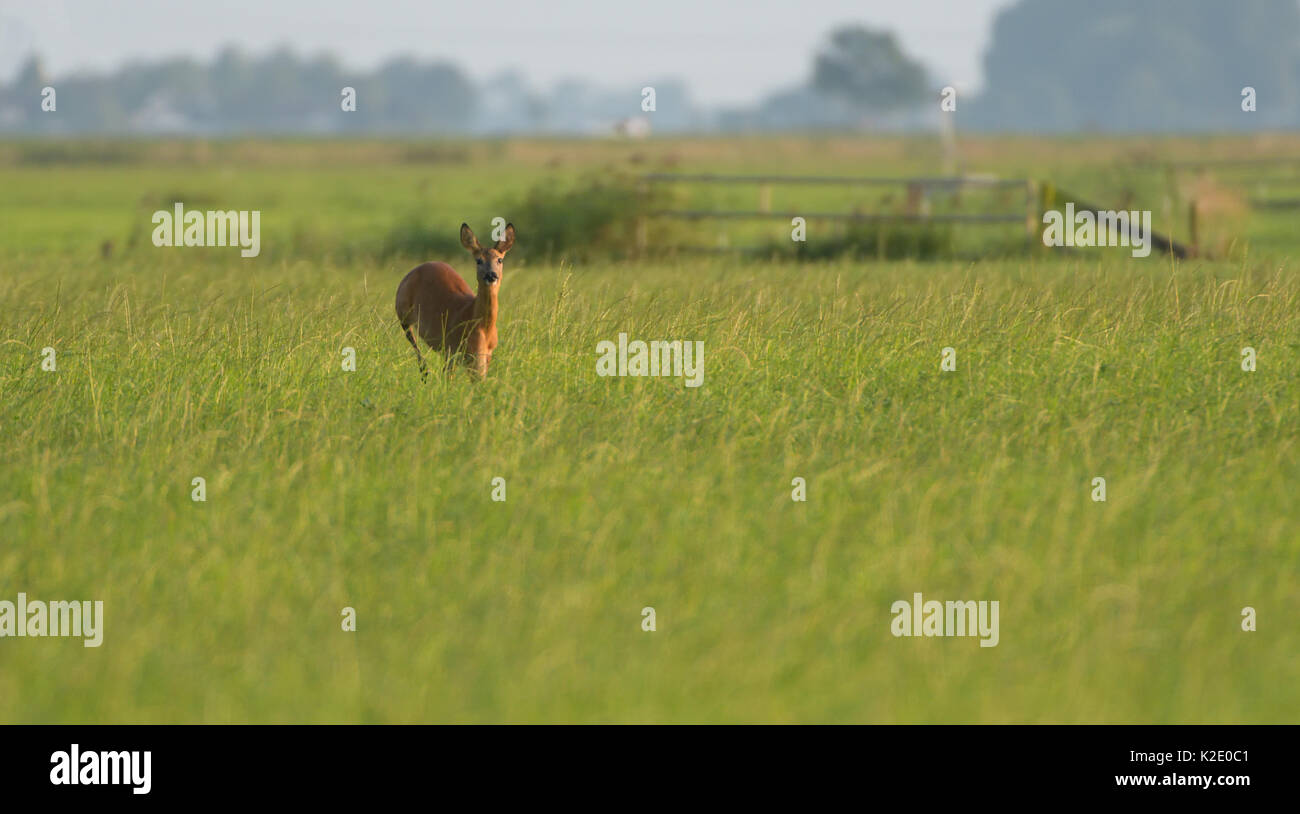 Female Roe deer aka doe running and jumping through a meadow full of ...