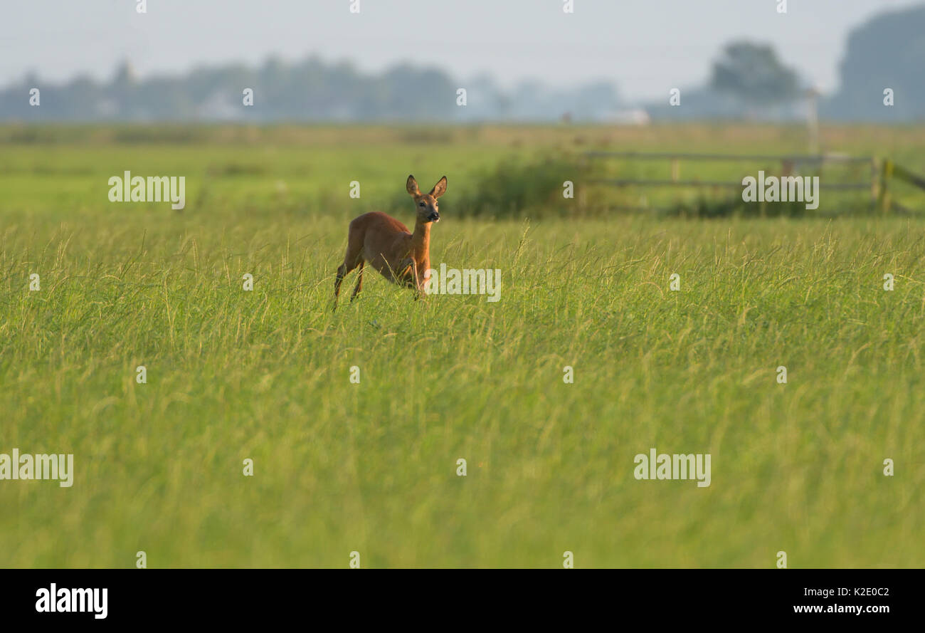 Female Roe deer aka doe running and jumping through a meadow full of ...