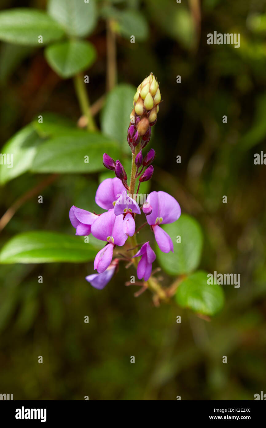 Inca trail hi-res stock photography and images - Alamy