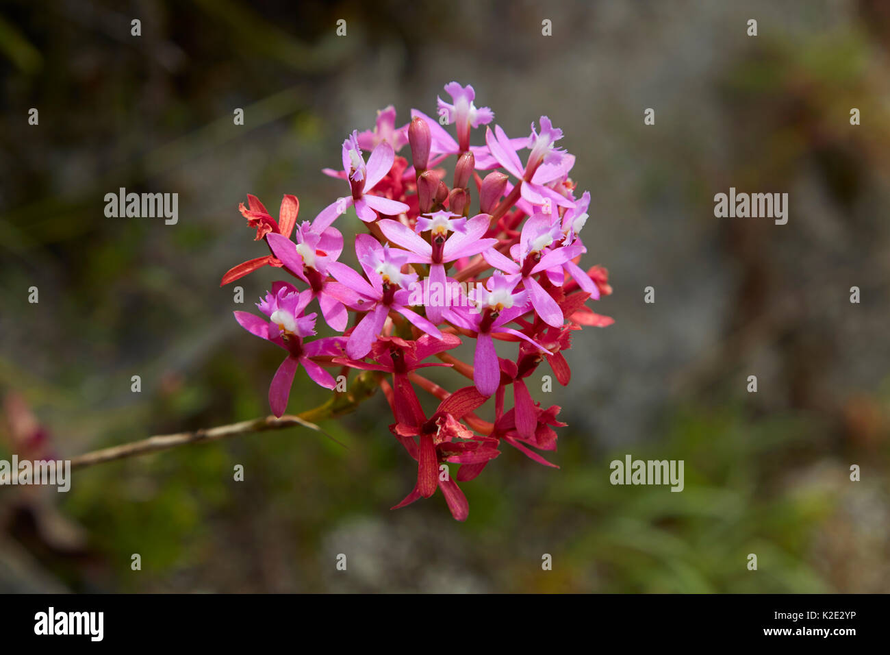 Wild flower on Inca Trail to Machu Picchu, Peru, South America Stock ...