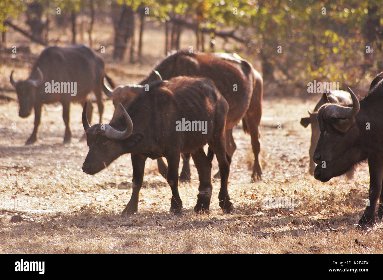 Buffalo migration hi-res stock photography and images - Alamy
