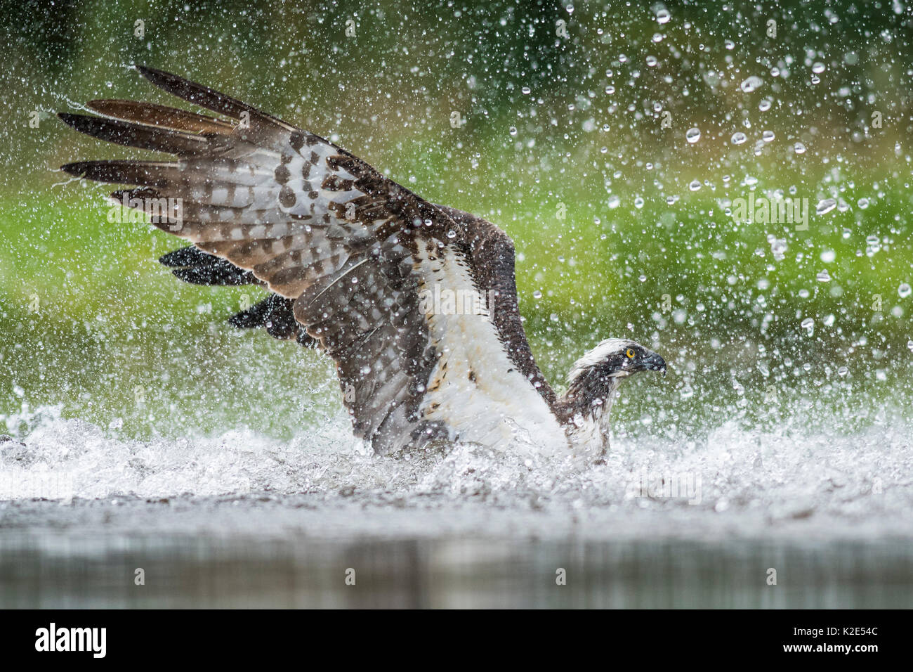 Fish eagle (Pandion haliaetus) while hunting in splashing water ...