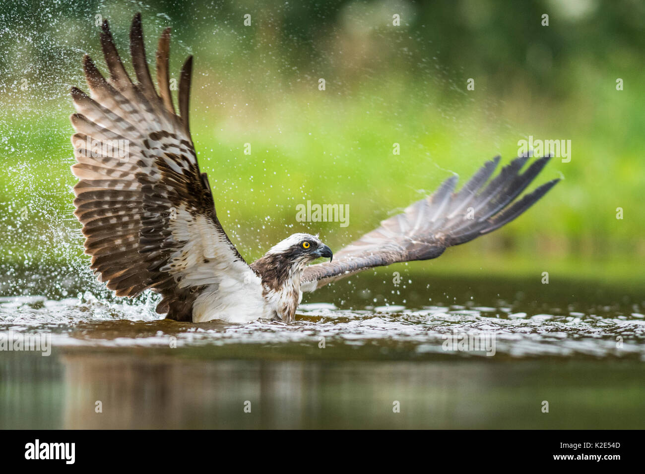 Fish eagle (Pandion haliaetus) while hunting in splashing water ...