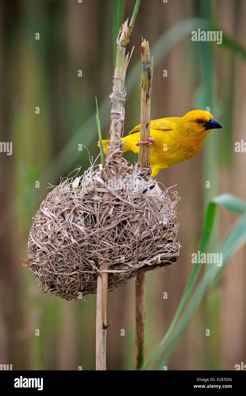 African golden weaver bird hi-res stock photography and images - Alamy