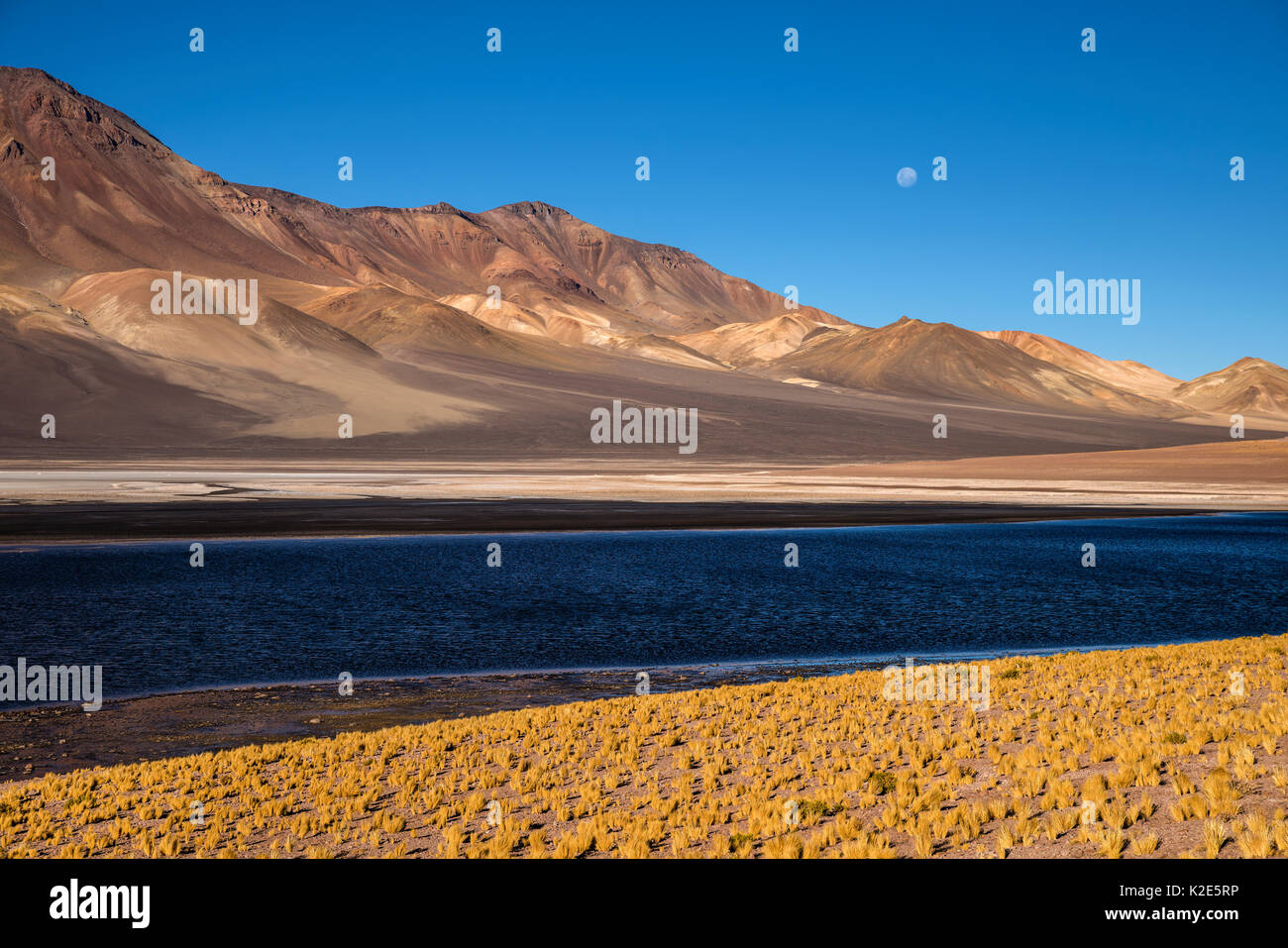 Andean Plain, Puna Grasland, lake and mountain range, the sky is ...