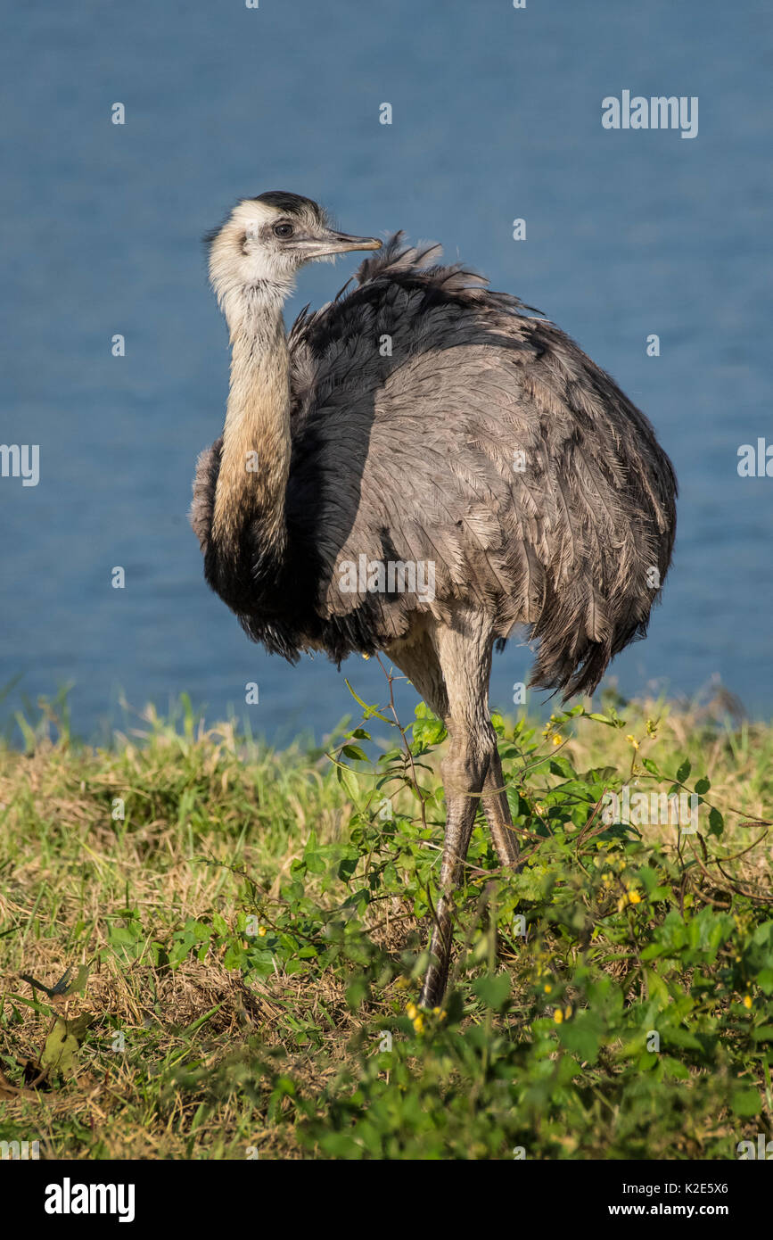 Greater rhea (Rhea americana), ratite, Pantanal, Mato Grosso do Sul, Brazil, South America Stock ...
