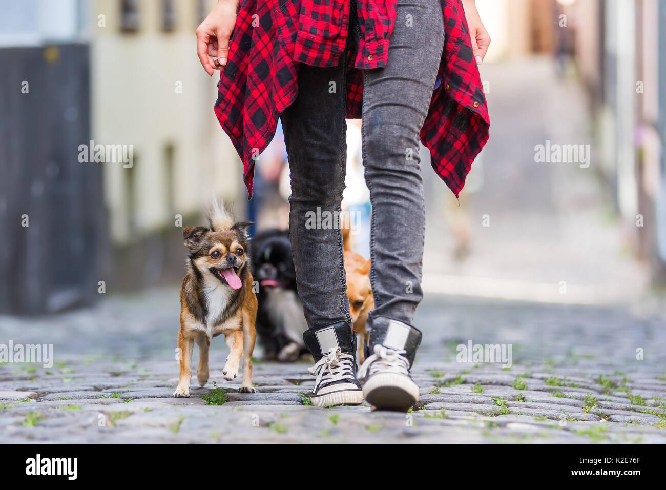young woman walking with three cute small dogs on a cobblestone road in ...