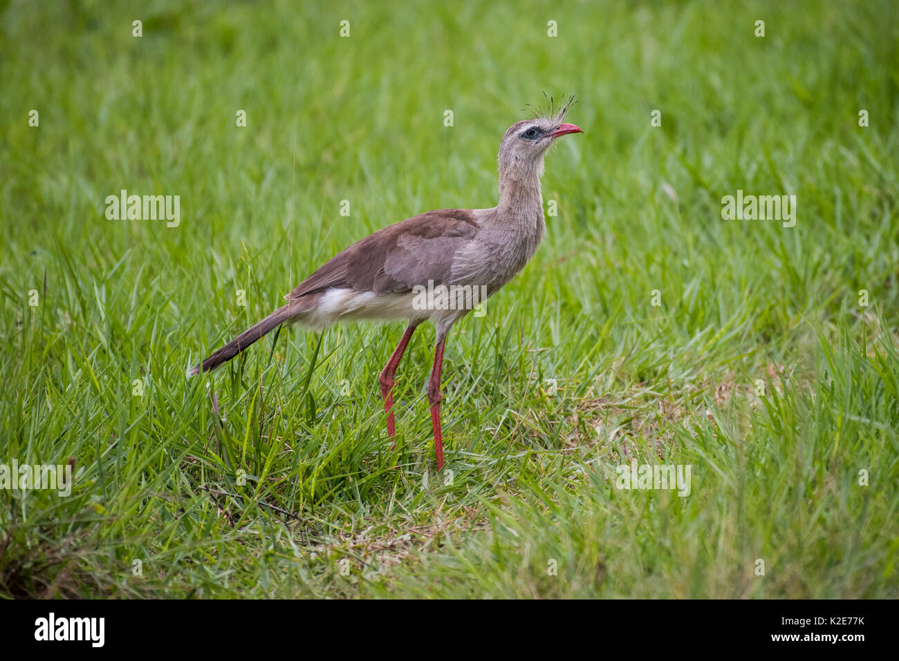 Red-legged seriema (Cariama cristata), Pantanal, Mato Grosso do Sul ...