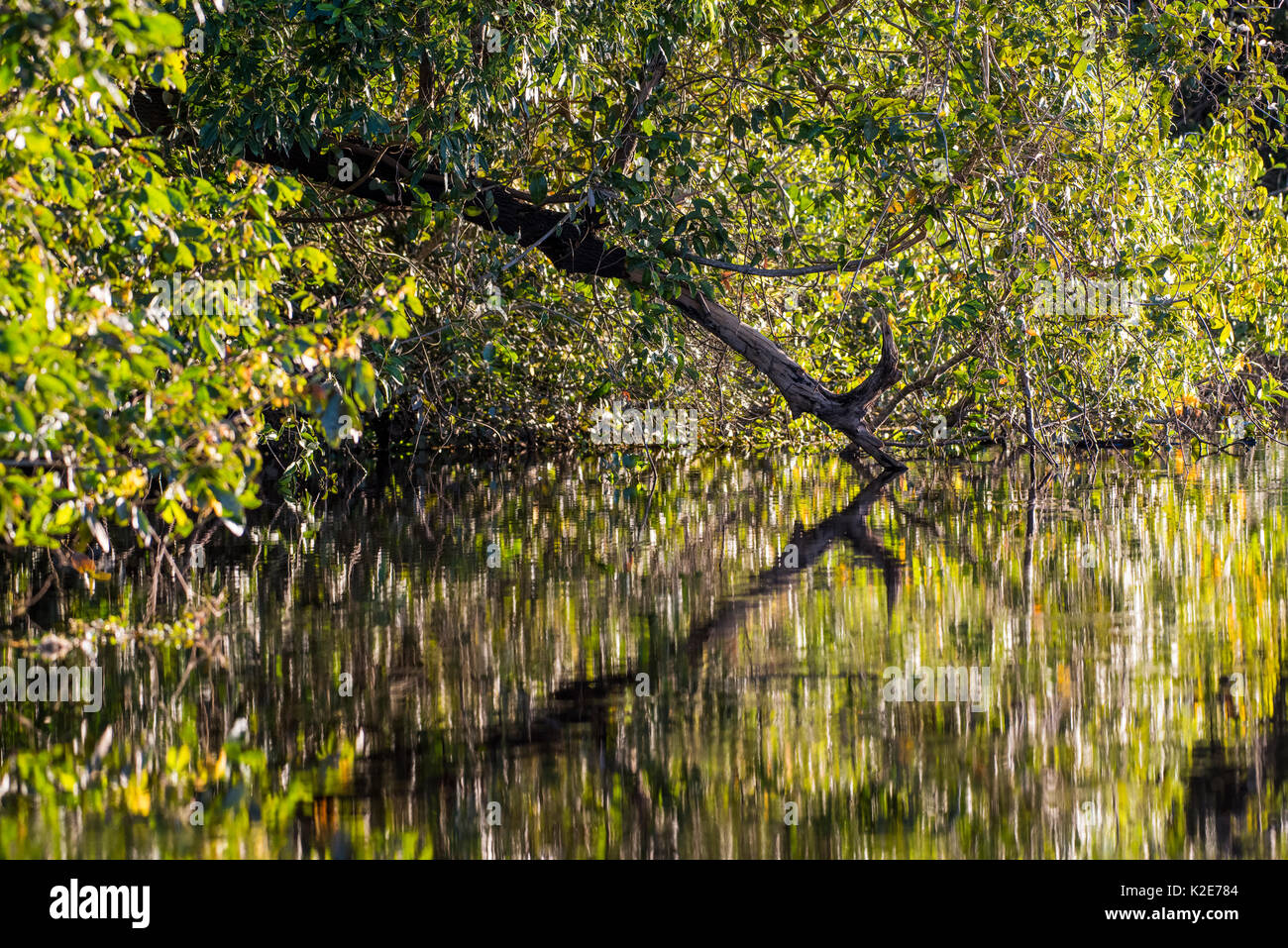River bank vegetation hi-res stock photography and images - Alamy