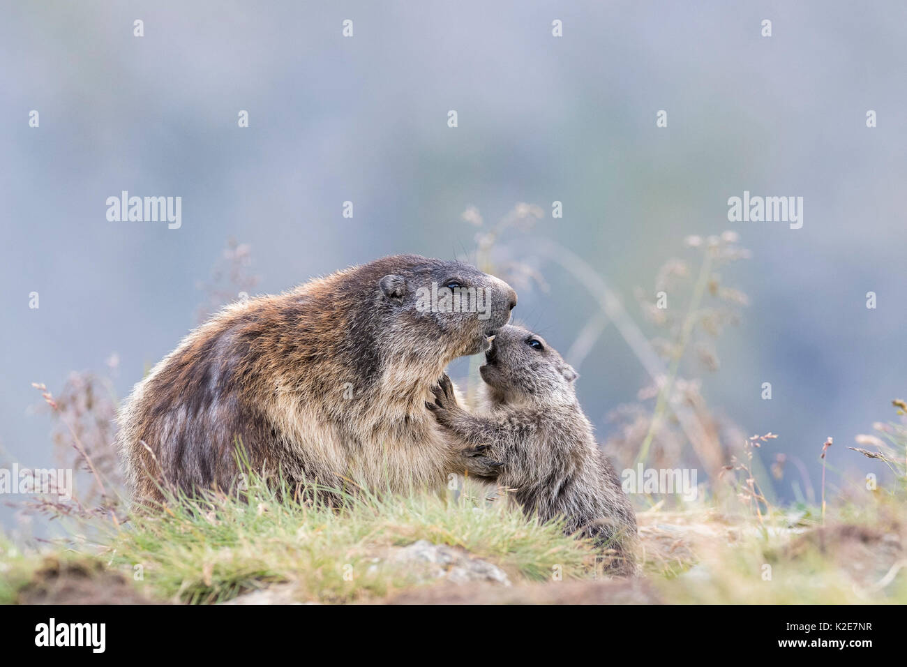 Alpine Marmot (Marmota marmota), mother with young, Hohe Tauern National Park, Carinthia ...