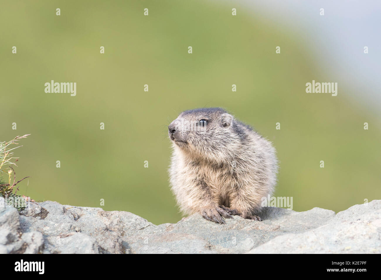 Alpine Marmot (Marmota marmota), young animal on rock, Hohe Tauern ...