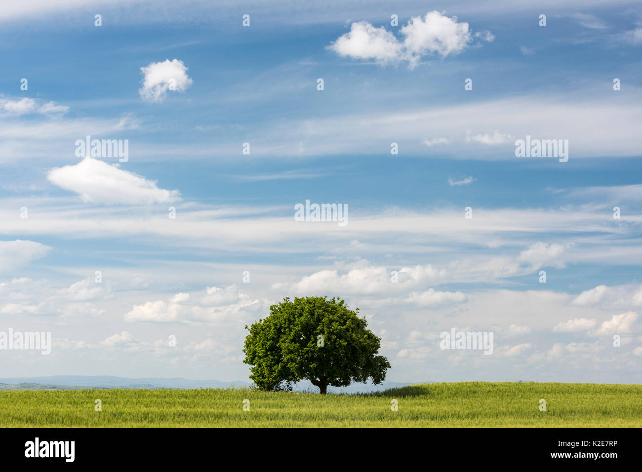 Tree cloudy sky cloud sky hi-res stock photography and images - Alamy