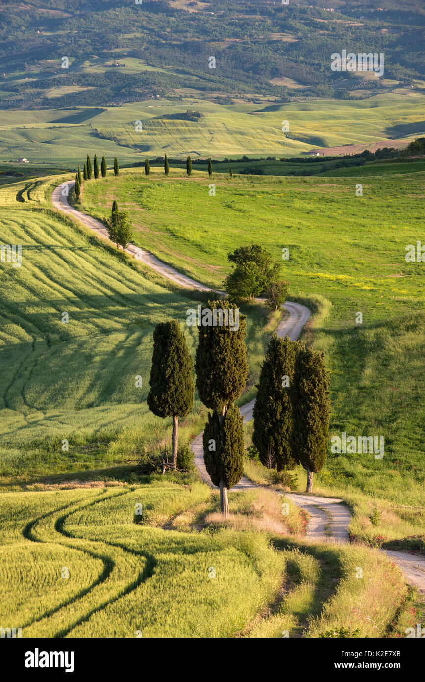 Path with cypress trees (Cupressus) and fields near Terrapille, Pienza ...