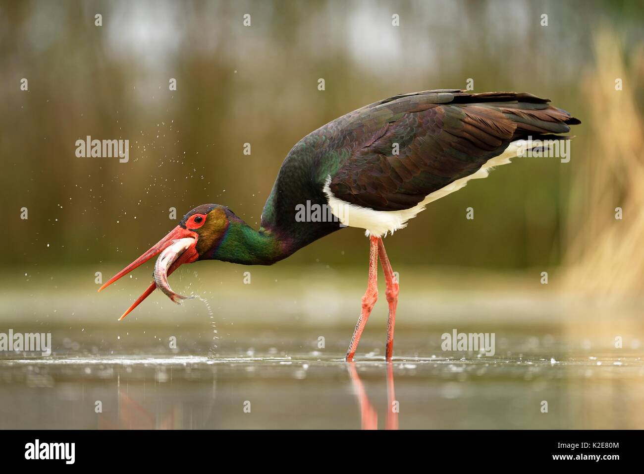 Black stork hi-res stock photography and images - Alamy