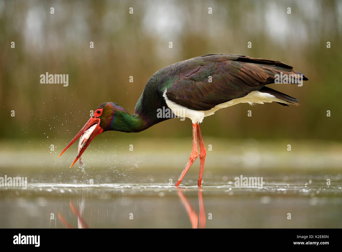 Black stork (Ciconia nigra), with prey, fish in beak, Kiskunság ...