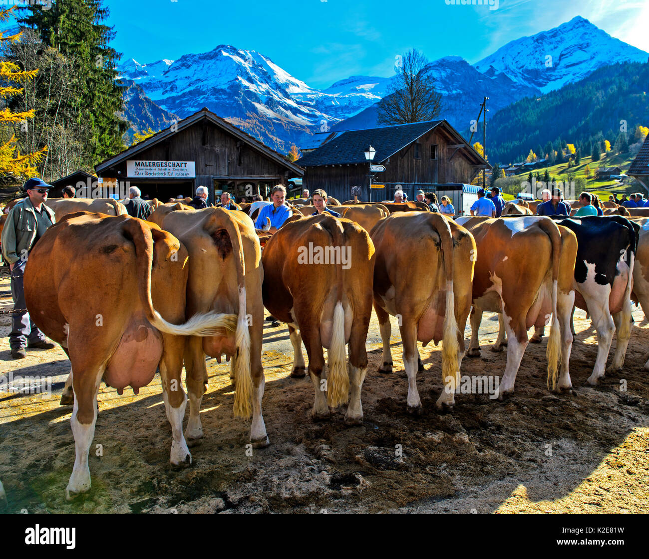 Simmental cows at a cattle show, Lauenen, Canton of Berne, Switzerland ...