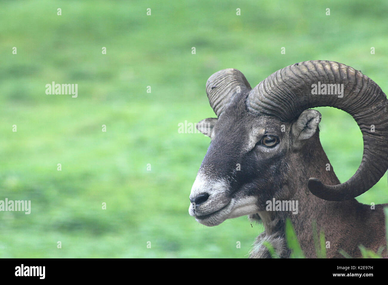 Austrian wildlife hi-res stock photography and images - Alamy