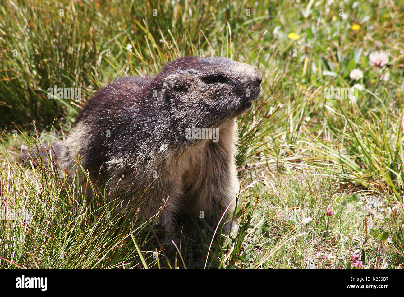 Digital altitude switzerland hi-res stock photography and images - Alamy