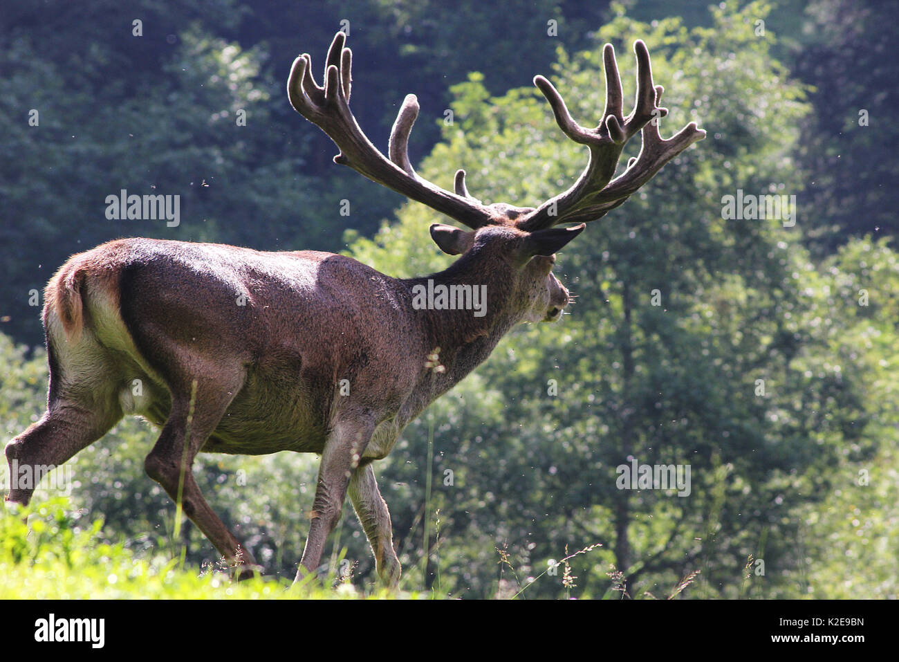Wild Red Deer Stag in the Hohe Tauern National Park in the Austrian ...