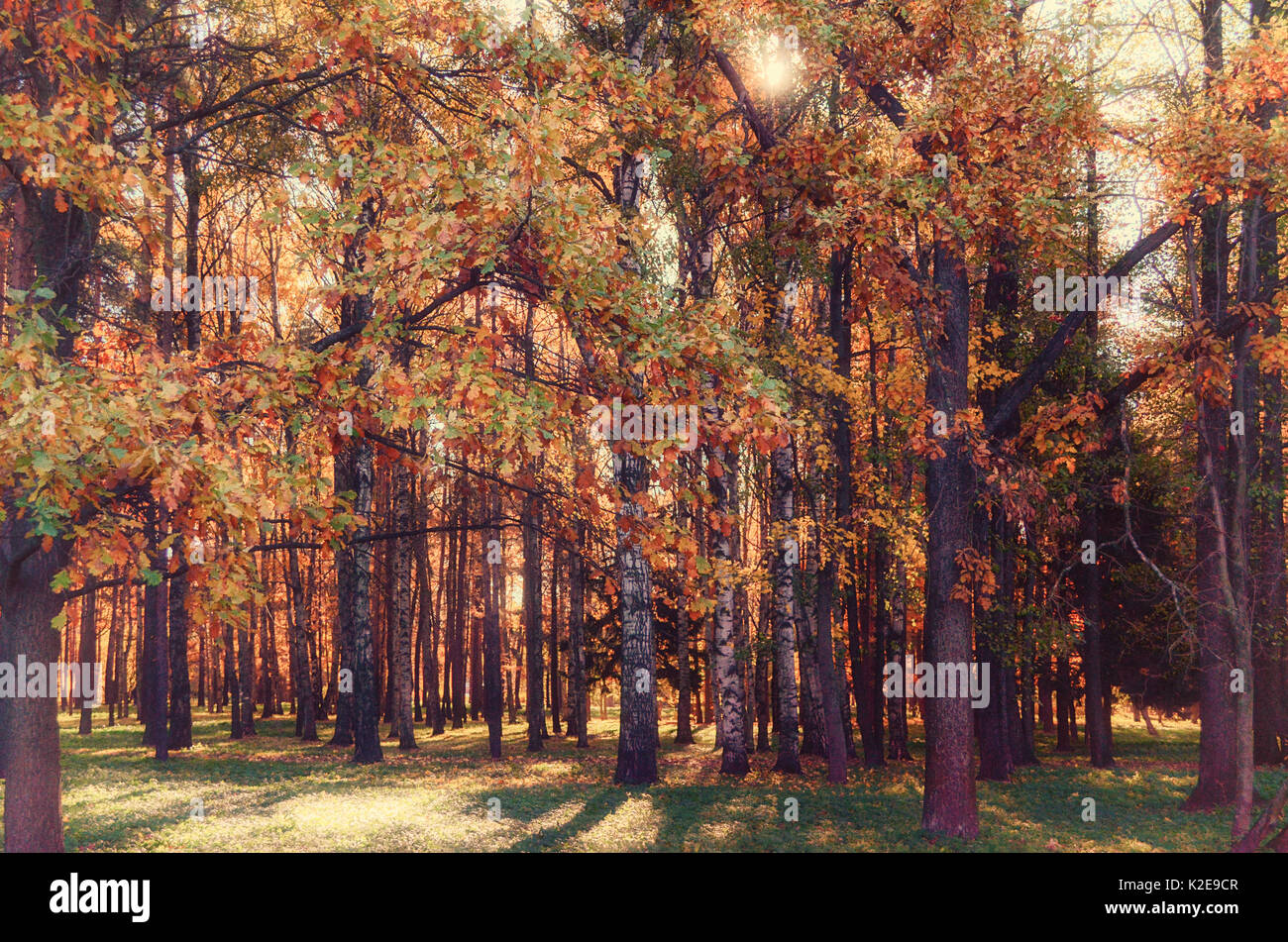 Sunbeams through trees hi-res stock photography and images - Alamy