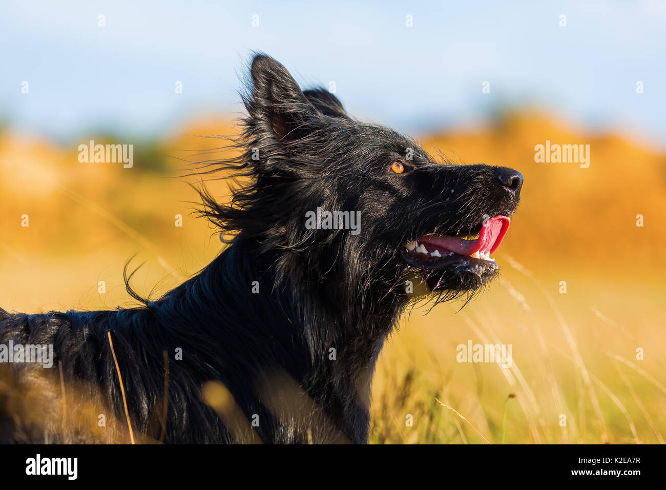 head portrait picture of a Harzer Fuchs - Australian Shpherd hybrid ...
