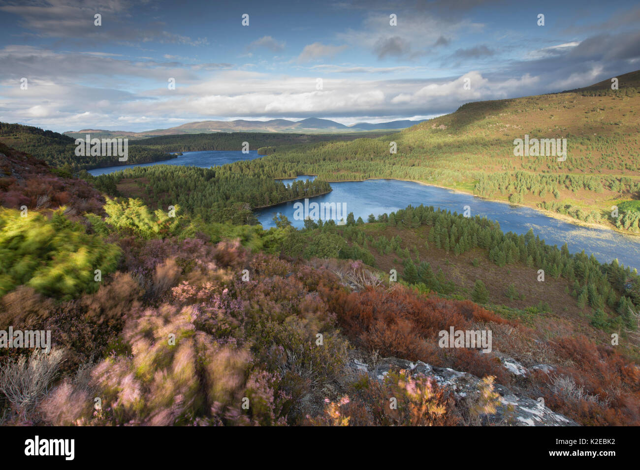 View over Rothiemurchus Forest to Loch Gamnha and Loch an Eilean, in ...