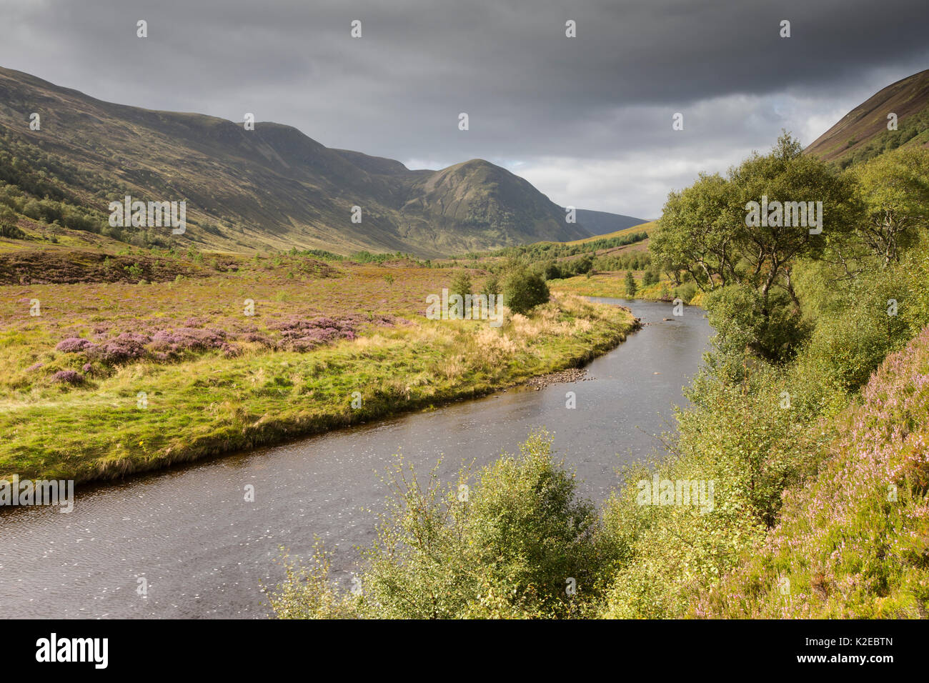 Woodland regenerating along river, Glen Mhor, Alladale Wilderness ...