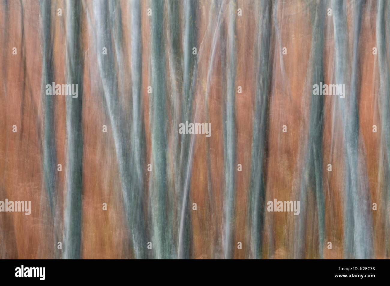 Abstract of silver birch betula pendula woodland in autumn hi-res stock ...