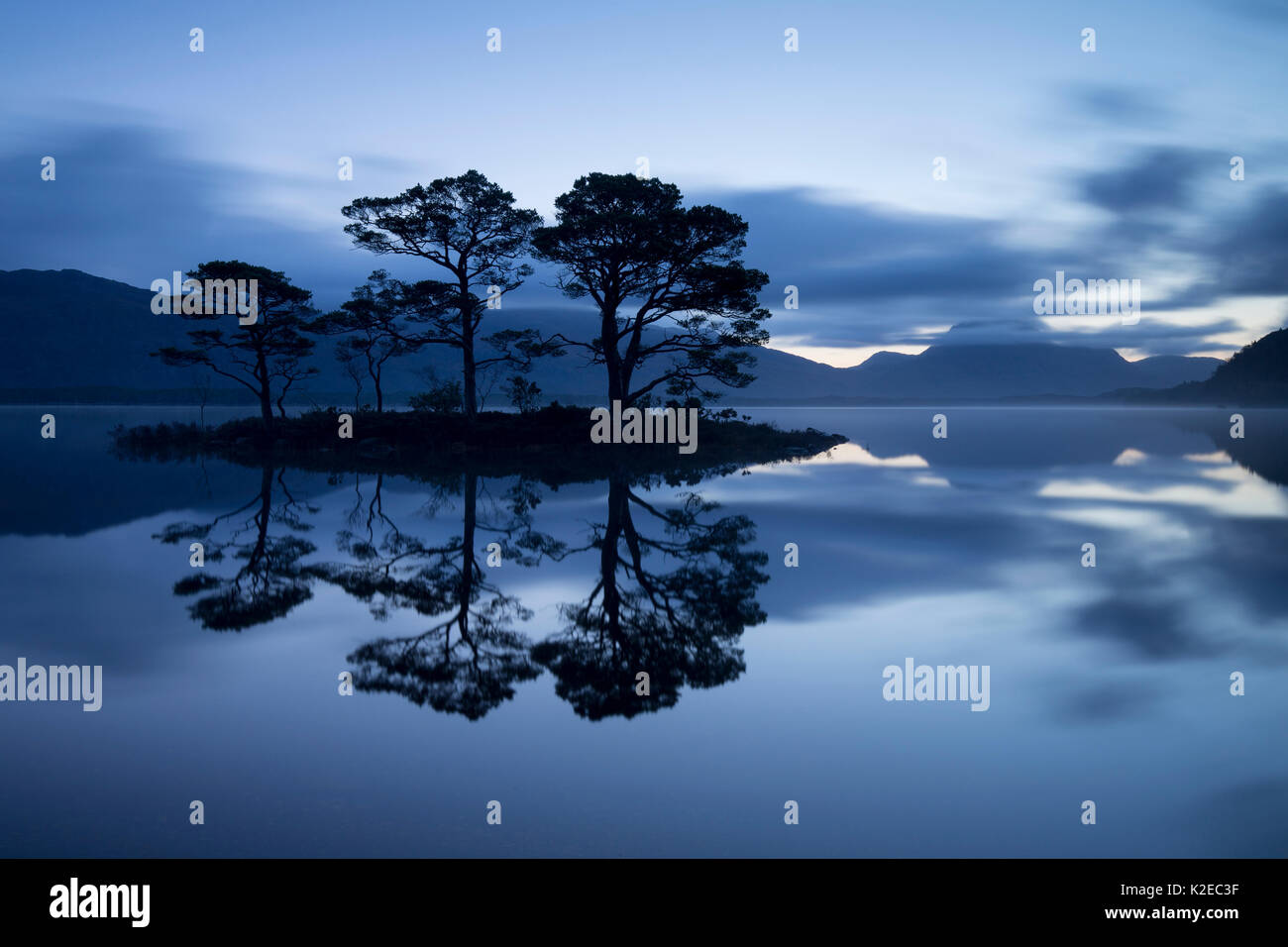 Scots pine (Pinus sylvestris) trees reflected in Loch Maree at dawn ...