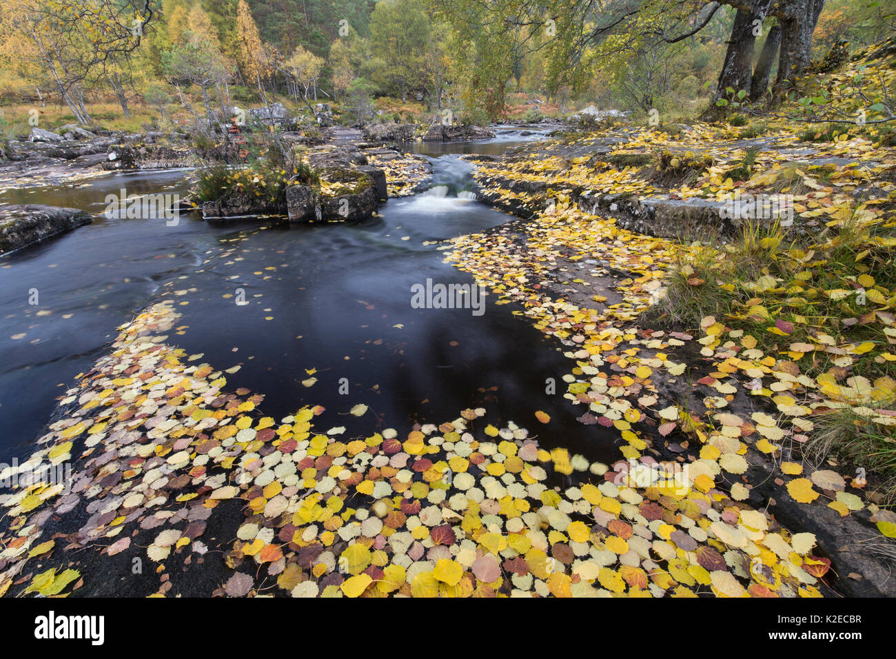River Cannich in autumn with fallen Aspen (Populus tremula) leaves ...