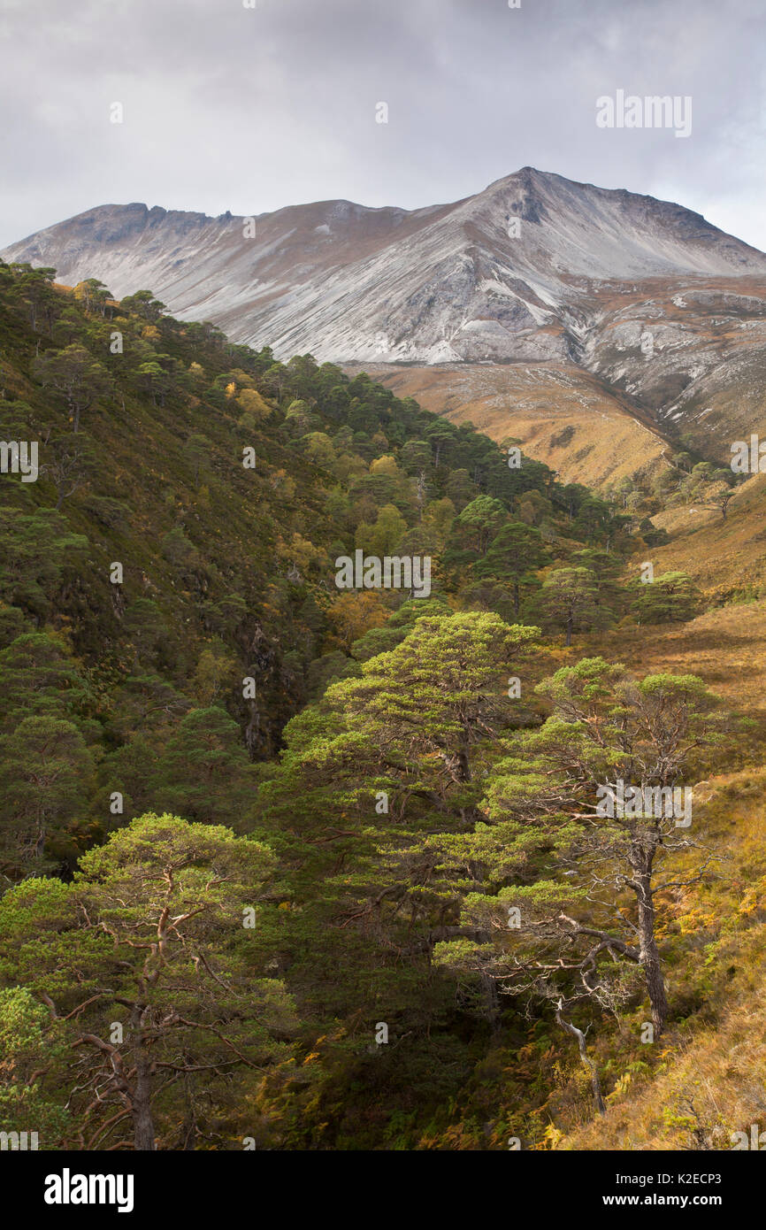 Scots pine pinus sylvestris trees growing in wooded ravine hi-res stock ...