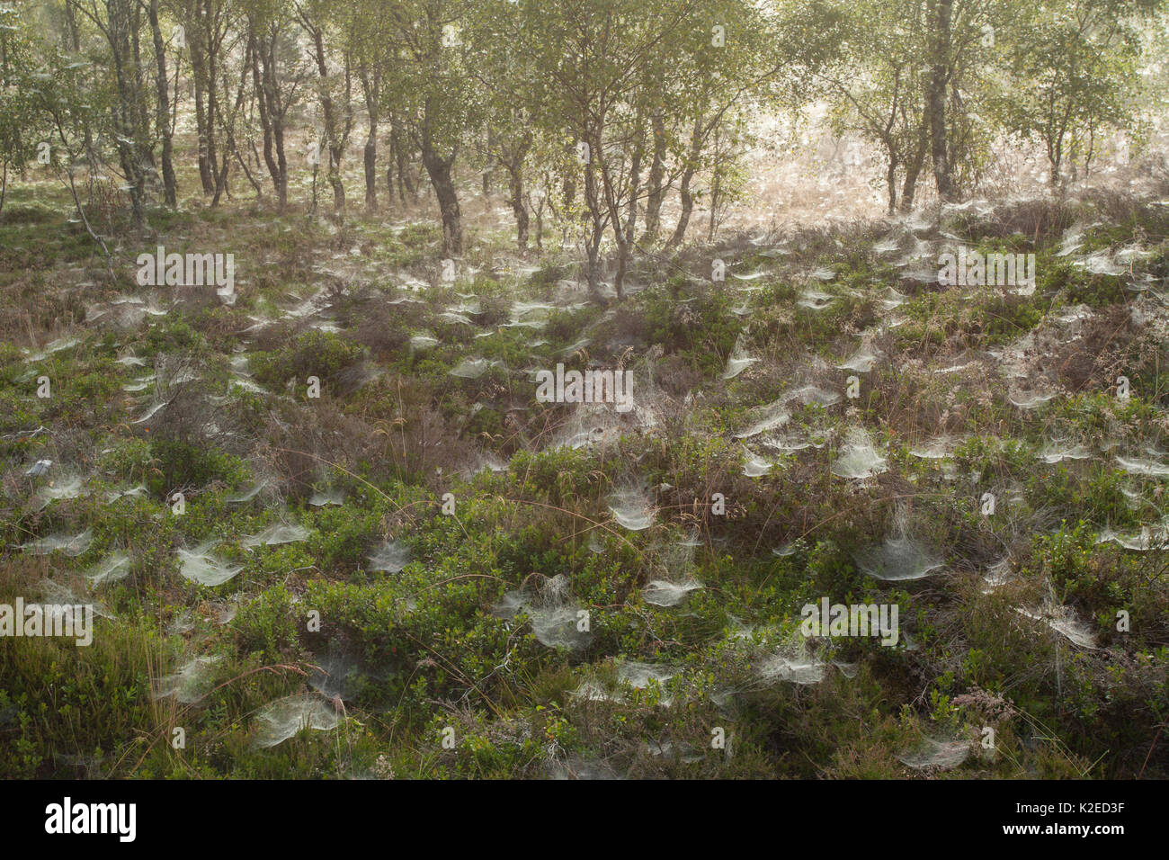 Spiders webs covered with dew hi-res stock photography and images - Alamy