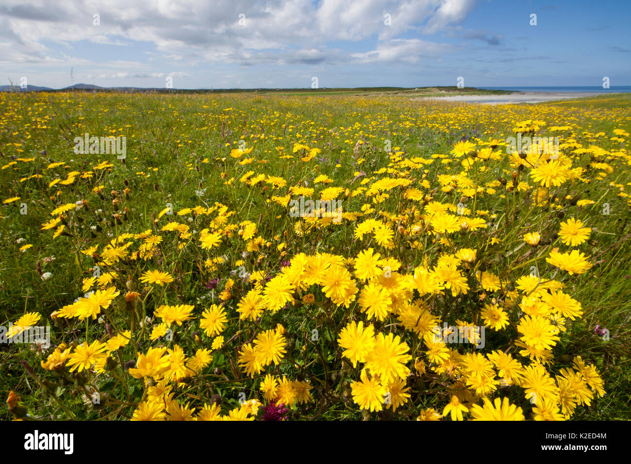Flowering machair, South Uist, Outer Hebrides, Scotland, UK Stock Photo ...