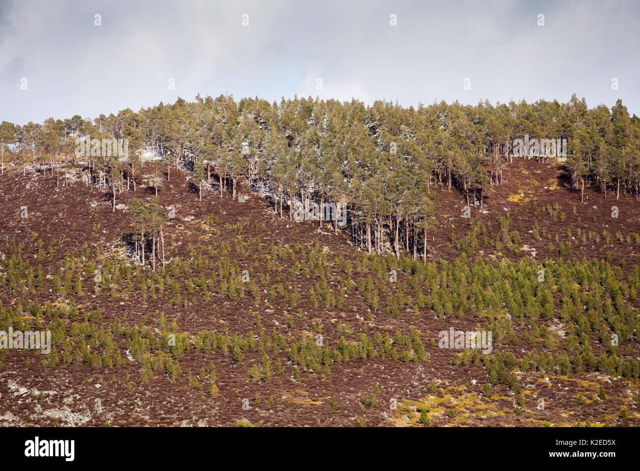 Upland woodland restoration hi-res stock photography and images - Alamy