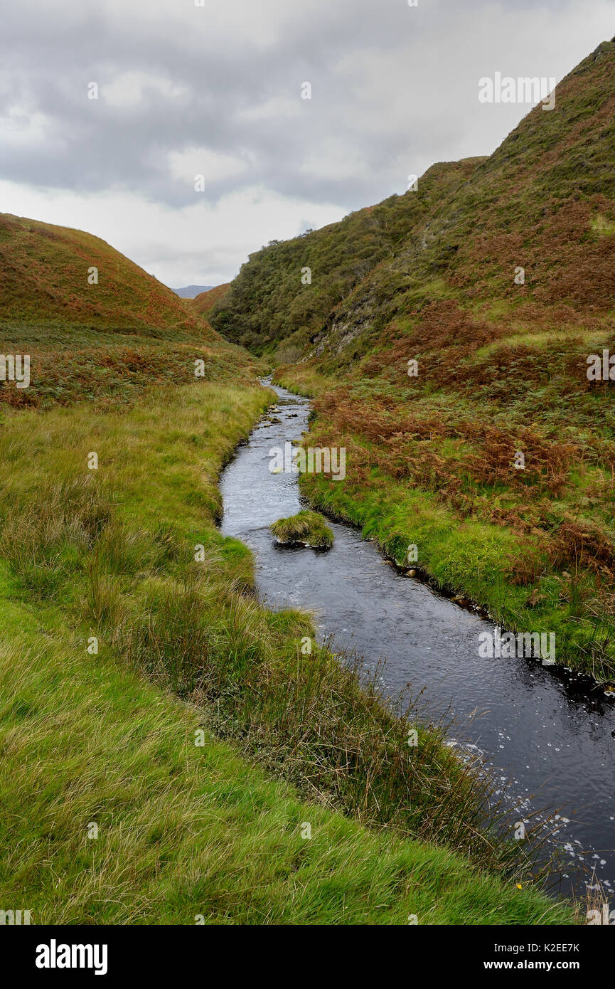 Moorland habitat in autumn with stream, Island of Jura, Scotland,UK ...