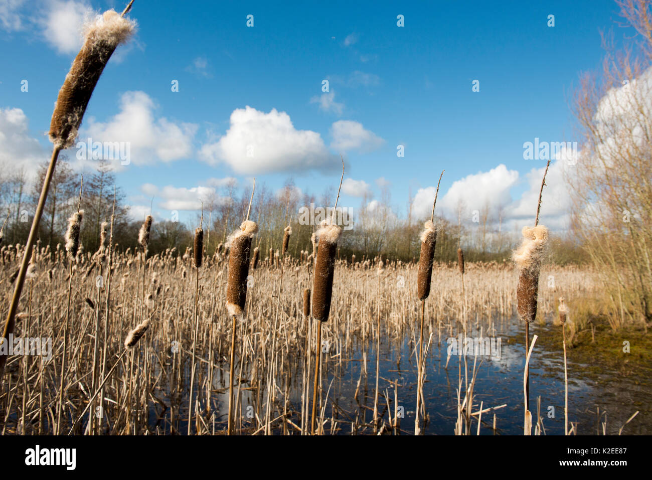 Typha elongata hi-res stock photography and images - Alamy