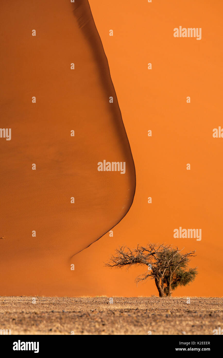 Red dunes of Sossusvlei, Namib Desert, Namibia Stock Photo - Alamy