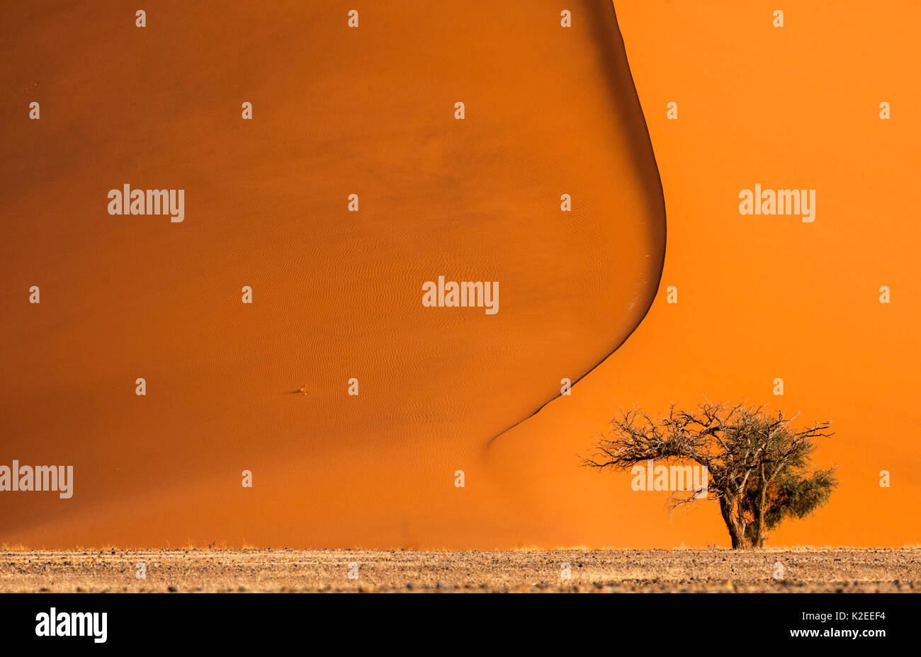 Red dunes of Sossusvlei, Namib Desert, Namibia Stock Photo - Alamy