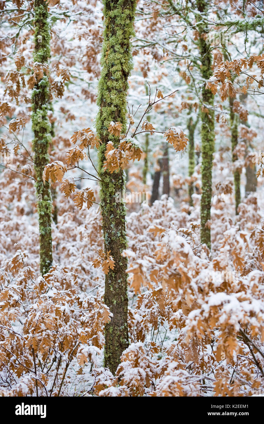 Oak trees (Quercus faginea) in snow, trunks covered in lichen, Alto ...