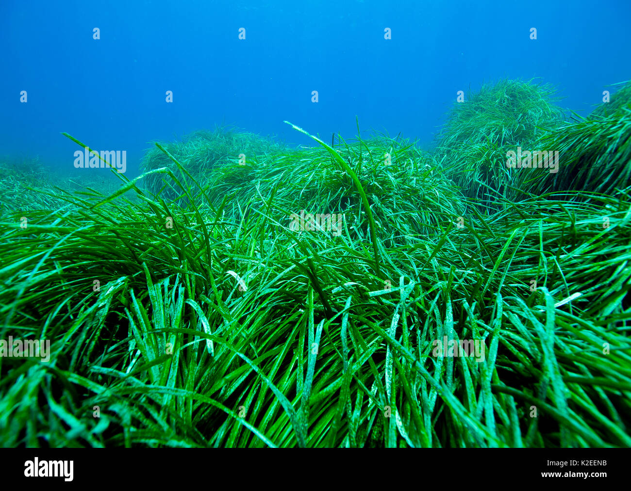 Posidonia oceanica hi-res stock photography and images - Alamy