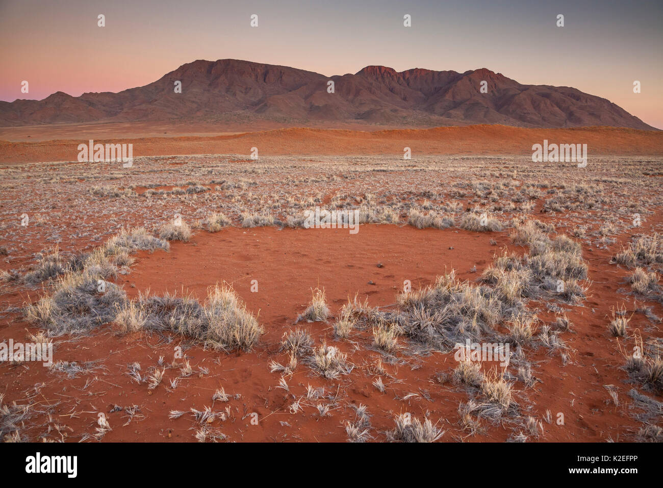 Namibian grasses hi-res stock photography and images - Alamy