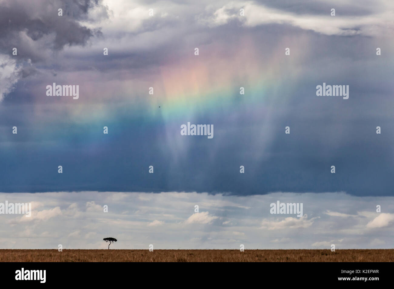 Acacia tree rainbow hi-res stock photography and images - Alamy